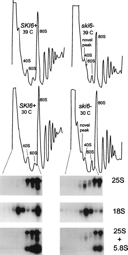 Drug Sensitivity Assay Different Dilutions Of Log Phase Cultures Were
