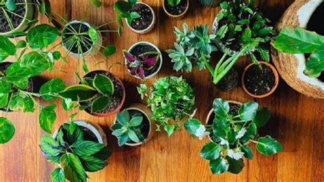 El Ingrediente De Cocina Que Equilibra El Ph De Tus Plantas Y Las Deja