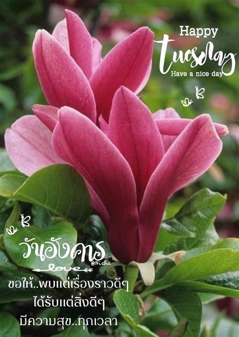 ℋ𝒶𝓅𝓅𝓎 𝓣𝓾𝓮𝓼𝓭𝓪𝔂 🌸🌿 อรุณสวัสดิ์ สวัสดีตอนเช้า ความรู้สึก
