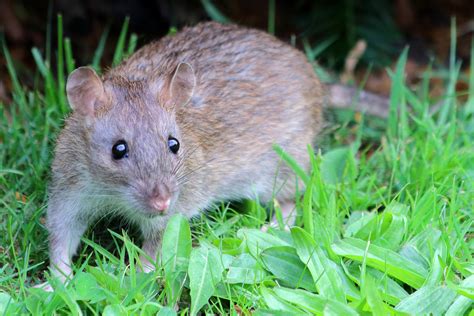 Brown Rat Habitat On Sale Blog Websoft9
