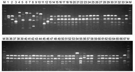 Rapd Patterns Of Isolates With The Primer Opx 01 Lanes 1 To 12 Are Download Scientific Diagram