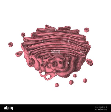 Golgi Apparatus Labeled Diagram