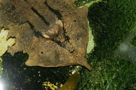 Matamata Chelus Fimbriata In The Water Stock Image Image Of