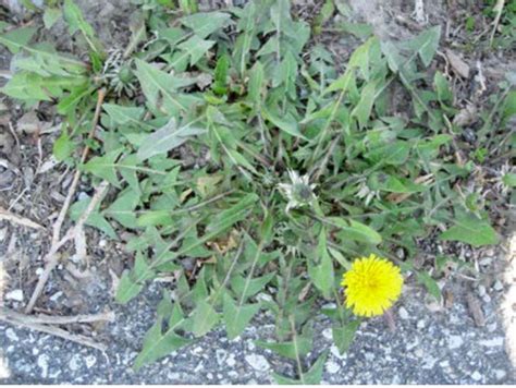 Weed Identification Guide Anthonys Lawn Care Tree Removal And Landscaping