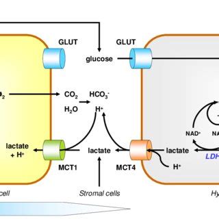 PDF Multiple Biological Activities Of Lactic Acid In Cancer Influences On Tumor Growth