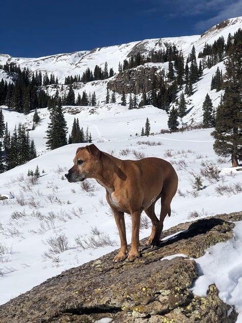 Ruby Protocol How Fenbendazole Ivermectin And Peptides Helped Extend