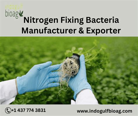 Look Here To Know About Nitrogen Fixing Bacteria Uindogulfbioag