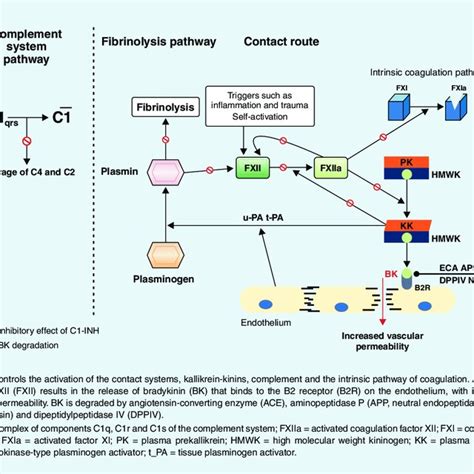 C1 Inhibitor C1 Inh Sites Of Action In Contact Systems Download Scientific Diagram