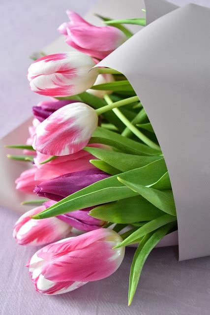 튤립 꽃다발 꽃들 Pixabay의 무료 사진