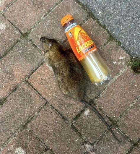 Fattest Rat Ever Seen By Pest Controller Dwarfs Lucozade Bottle But