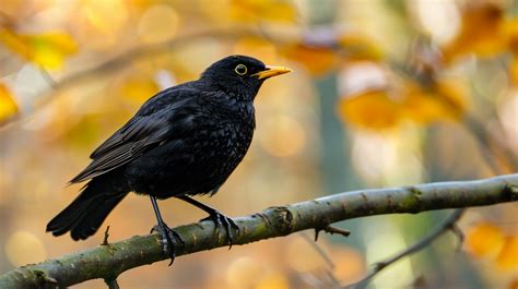 Amsel Steckbrief Lebensraum Nahrung Verhalten Aussehen