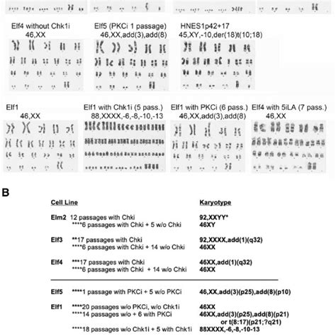 Analysis Of New Hesc Lines Generated With Chk1 Inhibition A Analysis