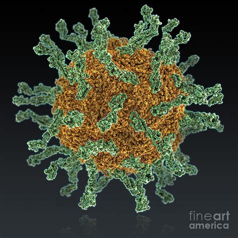 Poliovirus Type I Photograph By Evan Oto Fine Art America