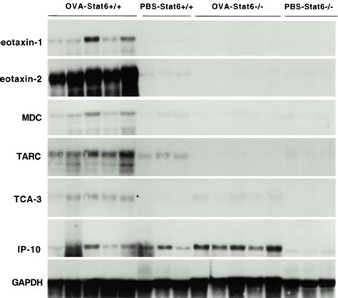 Chemokine Induction In The Lungs Of Ova And Pbs Challenged Stat6