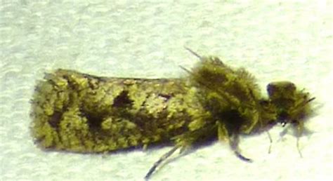 Acrolophus Propinqua Bugguide Net