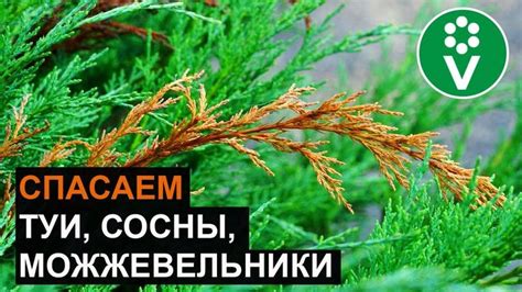 ОПРЫСКАЙТЕ ЭТИМ ХВОЙНЫЕ ОСЕНЬЮ от всех болезней и пожелтения хвои ...