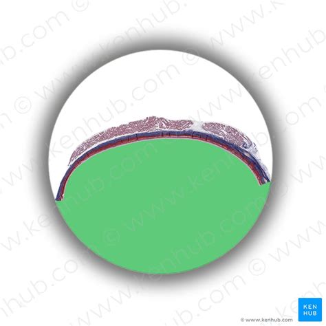 Photoreceptors Rods And Cones Kenhub