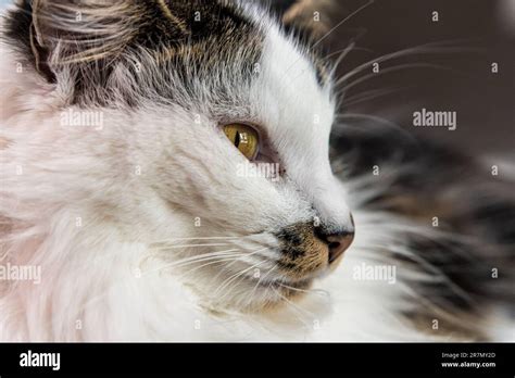 Stunning Black White And Tortise Shell Colored Cat On Black Background