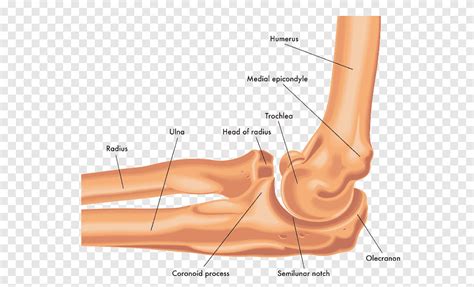 Olecranon Anatomy