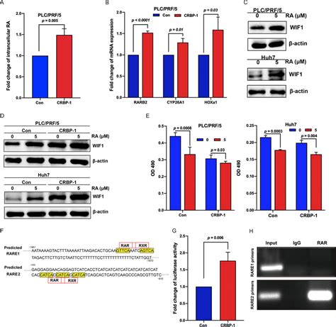Crbp 1 Regulates Wif1 Expression Through Indirectly Activating Its