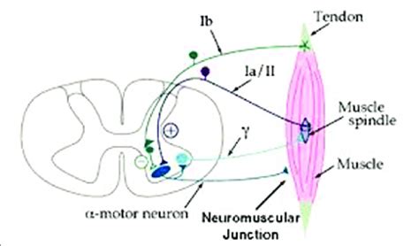 Schematic Diagram Explaining The Anatomico Physiological Basis Of The Download Scientific