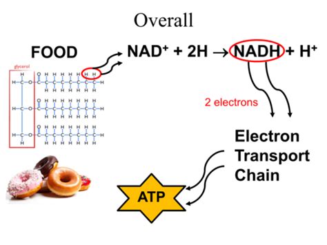 Chapter Oxidation Reduction Reactions Flashcards Quizlet