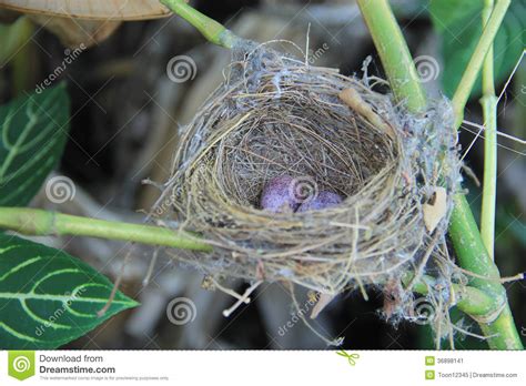 Birds Nest In Tree Stock Image Image Of Green Tree 36898141
