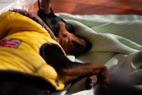犬の『危険なウンチ』の状態とは？異常な排泄物の色や形について詳しく解説 わんちゃんホンポ