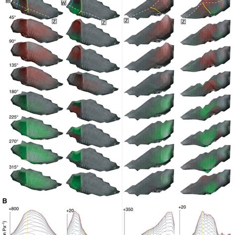 Deflection Shapes Of A Male Right TM And Of A Female Left TM The TM Download Scientific