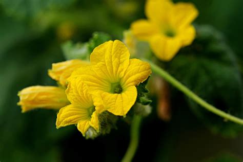 40 ฟรี ดอกแตงโม And ธรรมชาติ รูปภาพ Pixabay