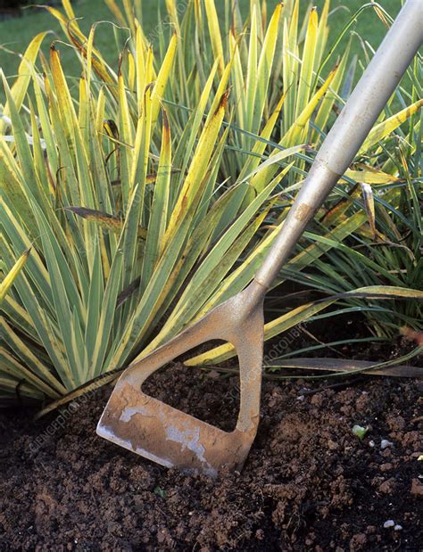 Weeding Stock Image B630 0431 Science Photo Library