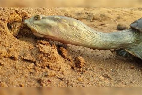 一次独特的狩猎体验乌龟吃鱼乌龟