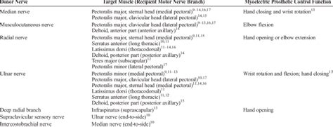Glenohumeral Shoulder Donor Nerves And Target Muscles Download