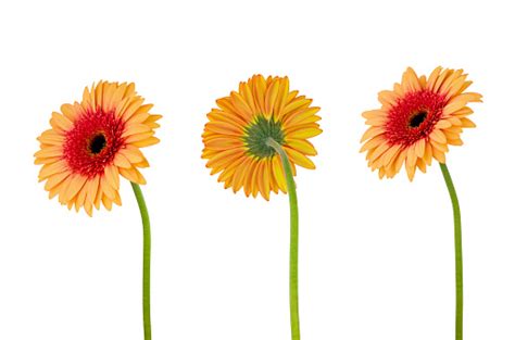 3 오렌지 Gerbera 데이지 꽃에 줄기에 고립 된 흰색 배경 0명에 대한 스톡 사진 및 기타 이미지 0명 개화기 거베라데이지 Istock