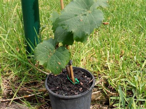 Plantation De La Vigne