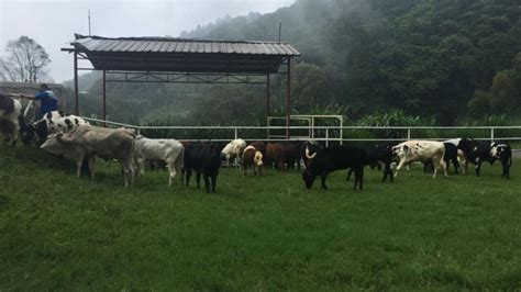 Sperma Sapi Belgian Blue Ditargetkan Siap Distribusi Tahun 2020 2021