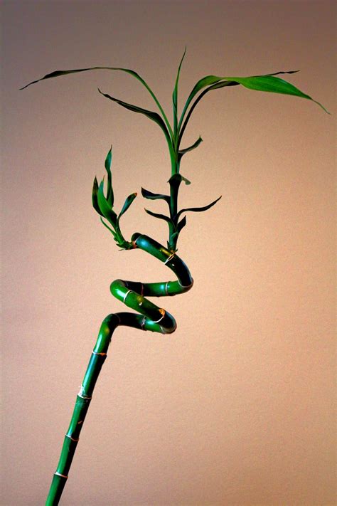 Images Gratuites Herbe Branche Feuille Fleur Ligne Vert Couleur
