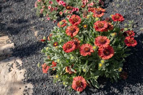 La Vivace Qui Fleurit Tout L T Ann E Apr S Ann E Jardin De Grand