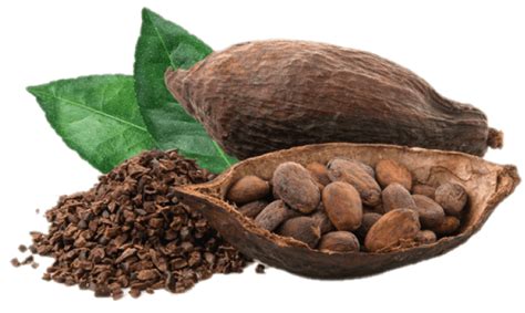Cacao Cefa Ecuador