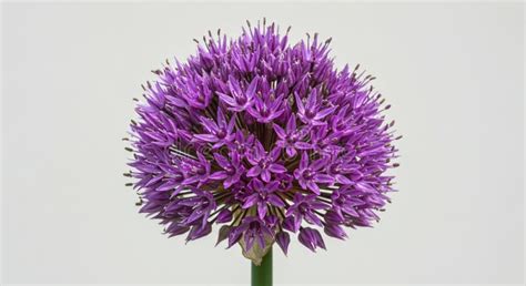 A Close Up Of An Allium Flower Showing A Spherical Cluster Of Small