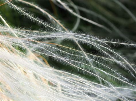 Lessing Feather Grass Stipa Lessingiana Growing Guides