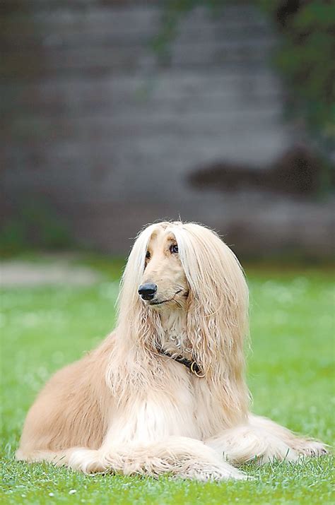 9 породи кучета които линеят по малко Български Фермер