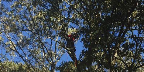 How To Repair Split Tree Trunks To Prevent Further Damage