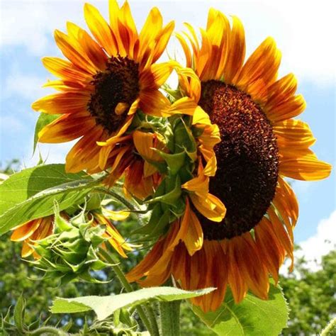Shop Sale Plants Seeds And Bulbs American Meadows