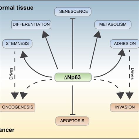 P63 Regulated Pathway In Cancer Download Scientific Diagram