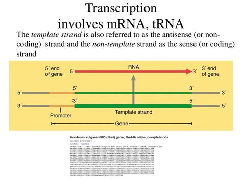 Dna To Protein Dna Transcription Translation Ppt Download Dna To Protein Dna Transcription Translation Ppt Download