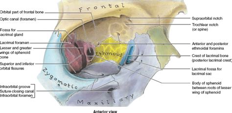 Lacrimal Fossa Of Frontal Bone