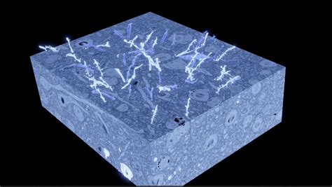 Javier M On Linkedin Cortical Cross Section Rendering