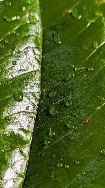 Leaf Green Waterdrop Free Photo On Pixabay Pixabay