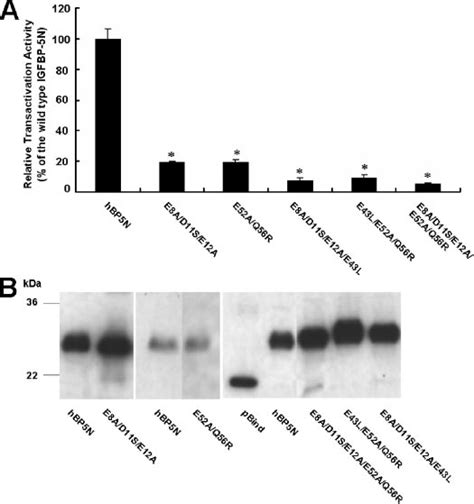 Transactivation Activities Of Various Igfbp 5 N Domain Mutants A Download Scientific Diagram